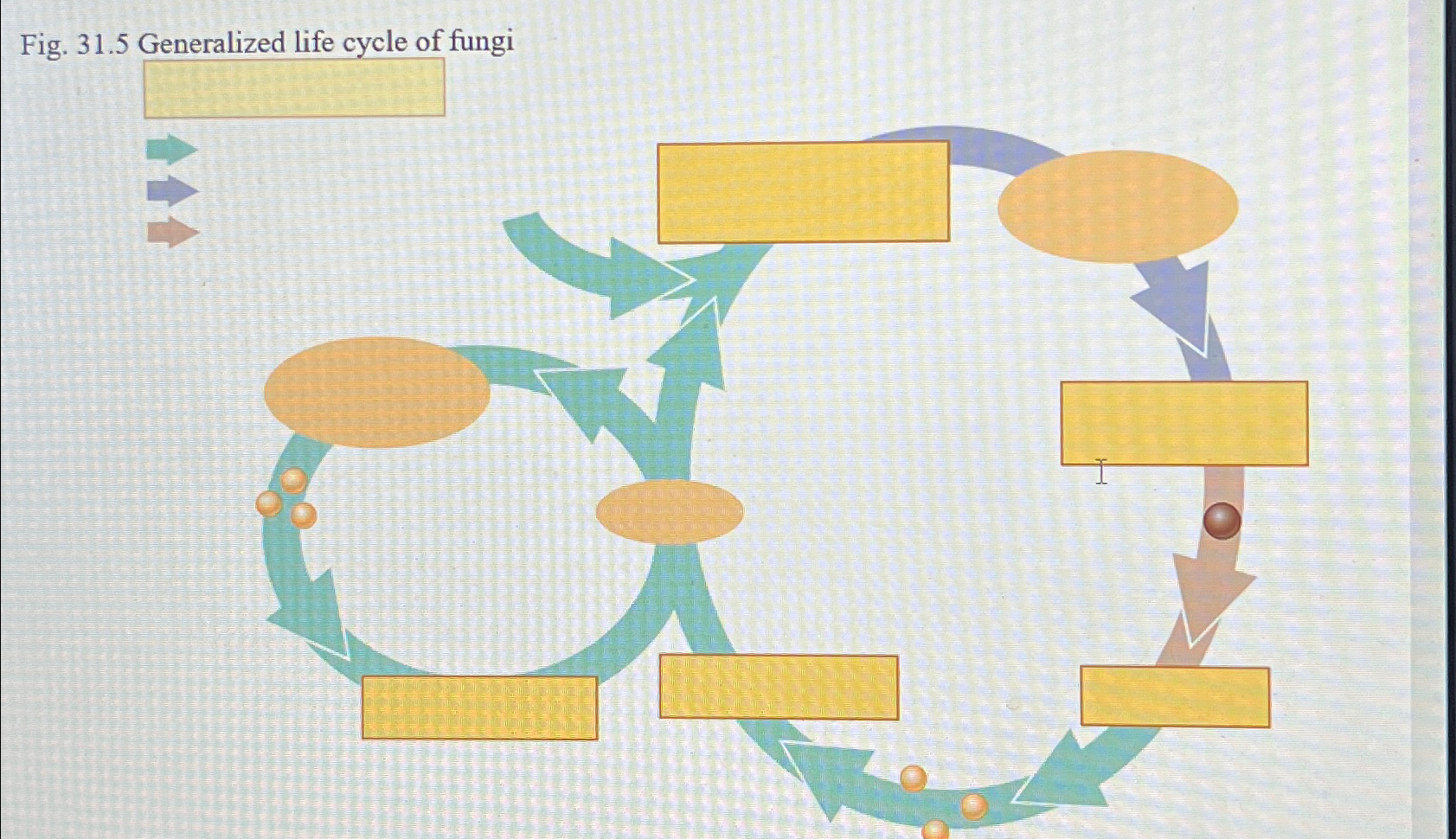 Solved Fig. 31.5 ﻿Generalized life cycle of fungi | Chegg.com