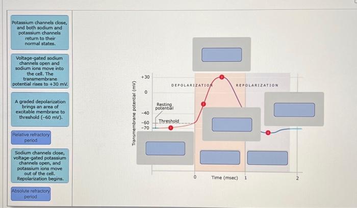 Solved Potassium channels dose, and both sodium and | Chegg.com