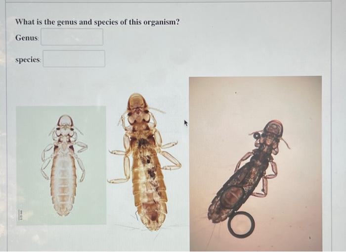 Solved What is the genus and species of this organism? | Chegg.com