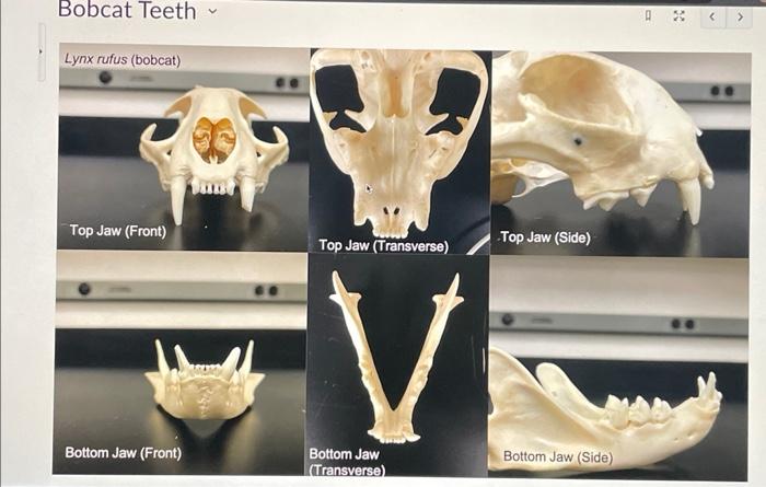 Mammal Dental Formulas Bobcat Teeth - | Chegg.com