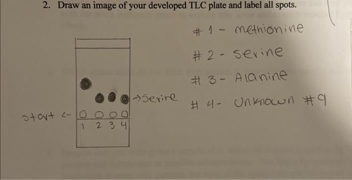 Solved 2. Draw an image of your developed TLC plate and | Chegg.com