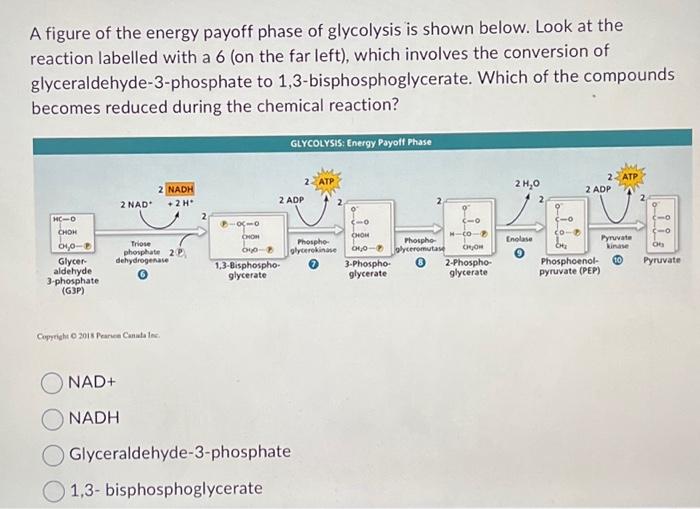 Solved A figure of the energy payoff phase of glycolysis is | Chegg.com