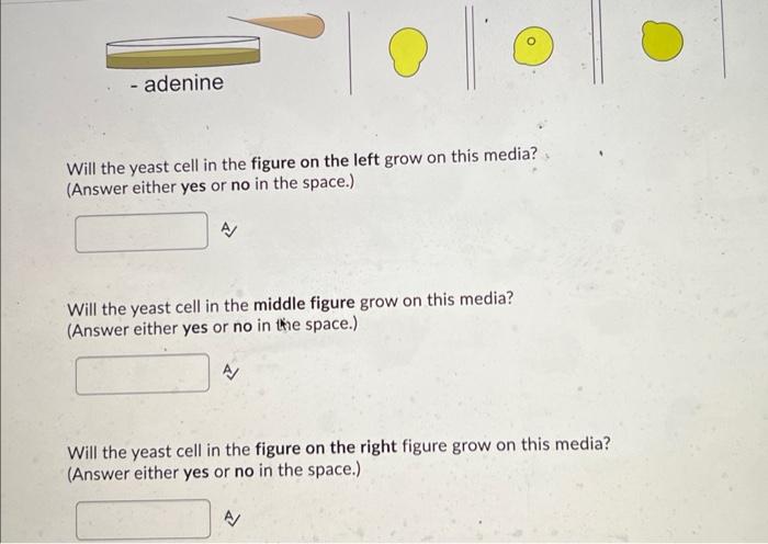 Solved To better understand how a selection works, let's | Chegg.com