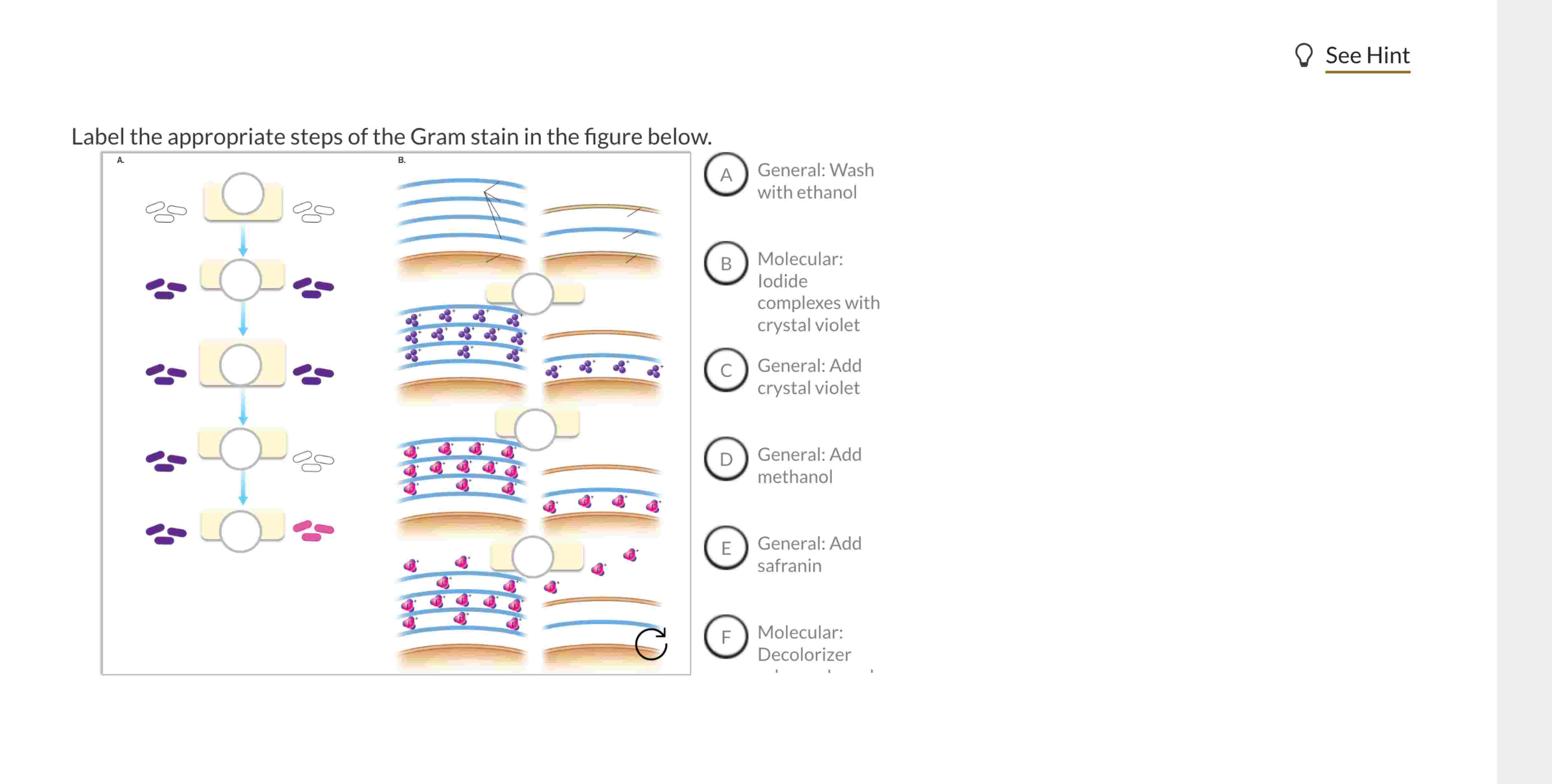 Solved Label the appropriate steps of the Gram stain in the | Chegg.com
