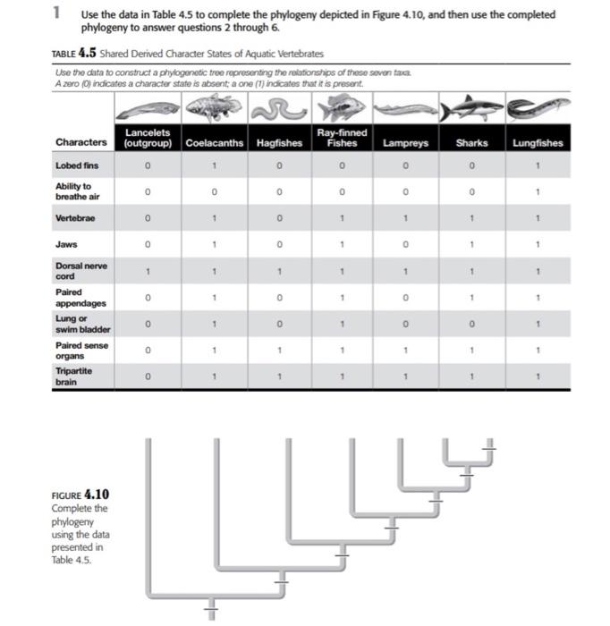 1 Use the data in Table 4.5 to complete the phylogeny | Chegg.com