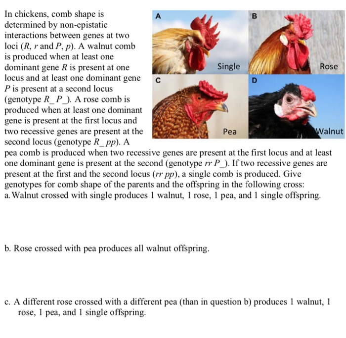 Solved In chickens, comb shape is determined by | Chegg.com