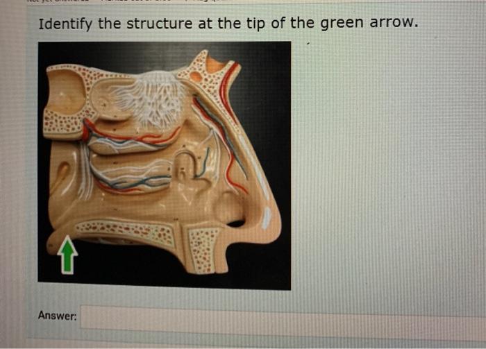 Solved Identify the structure at the tip of the green arrow. | Chegg.com