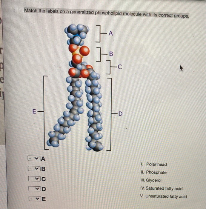 Solved Match the labels on a generalized phospholipid | Chegg.com