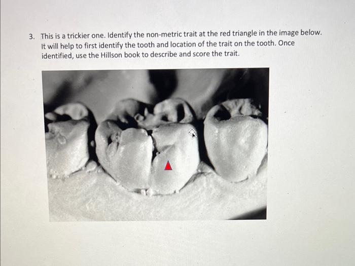 1. Identify this non-metric trait (photo credit: | Chegg.com