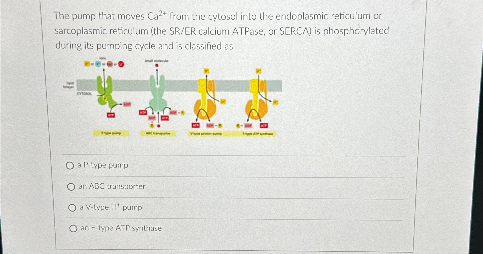 Solved The pump that moves Ca^(2+) from the cytosol into the | Chegg.com