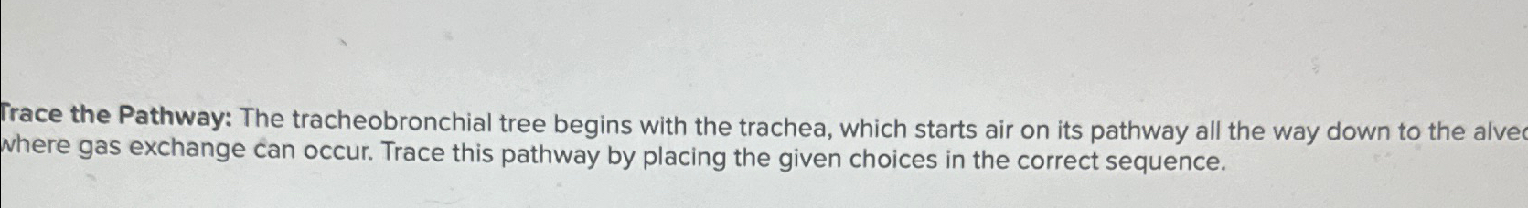 Solved Trace the Pathway: The tracheobronchial tree begins | Chegg.com