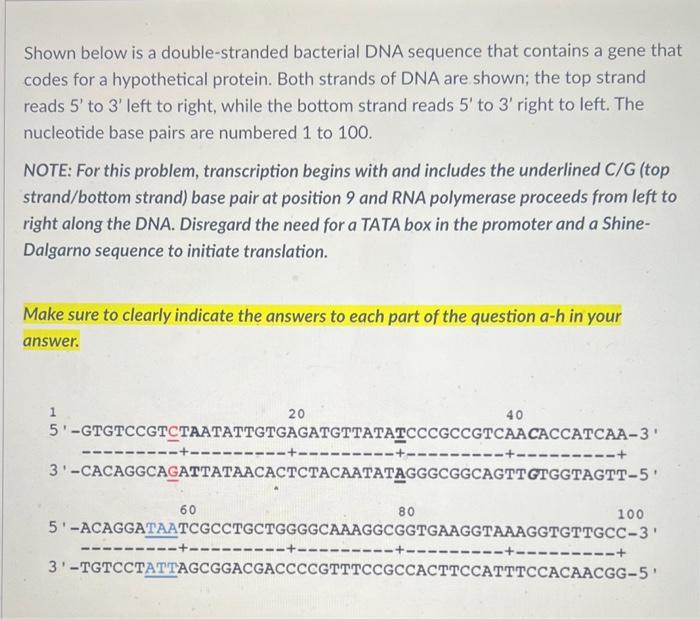 Solved Shown below is a double-stranded bacterial DNA | Chegg.com