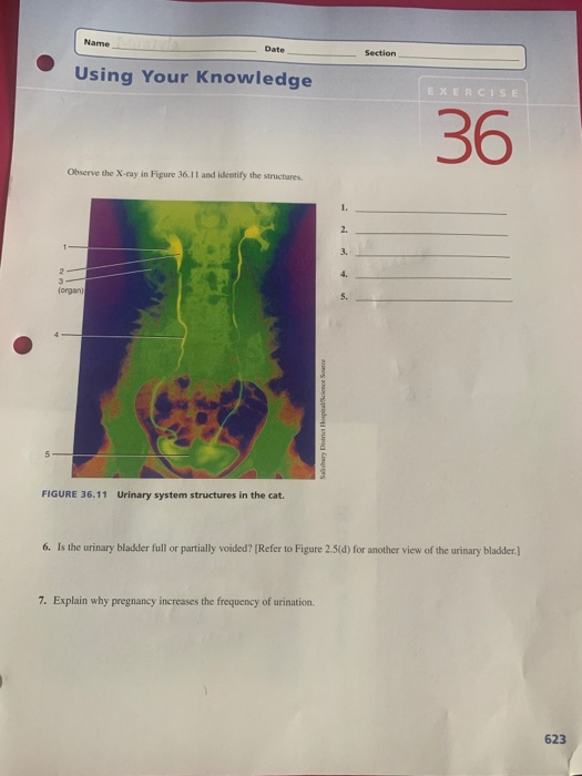 Name Date Section Using Your knowledge EXERCISE | Chegg.com
