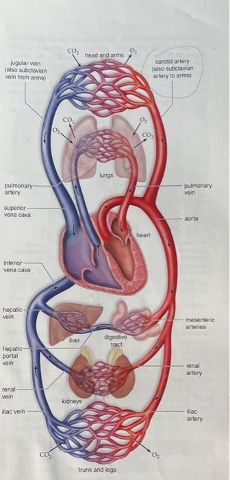 Solved Explain the blood flow from the nasal cavity to the | Chegg.com