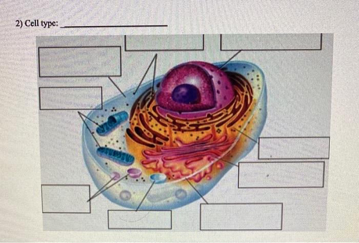 Solved 1) Cell type:3) Cell type:a1) Type of cell: 1. 7 . 2. | Chegg.com
