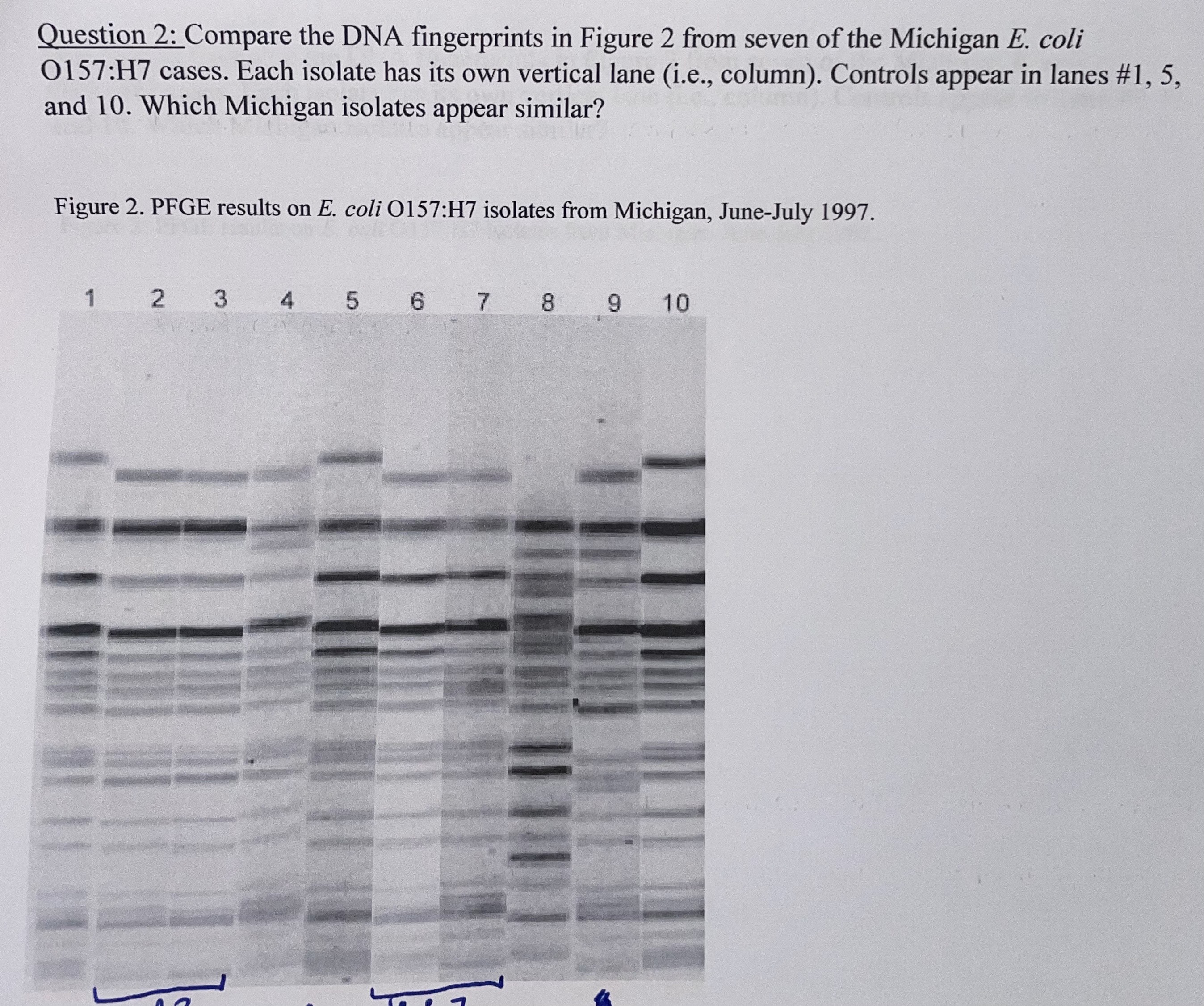 Solved Question 2: Compare the DNA fingerprints in Figure 2 | Chegg.com
