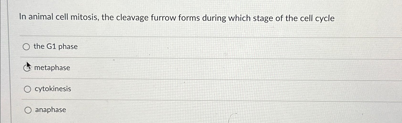 Solved In animal cell mitosis, the cleavage furrow forms | Chegg.com