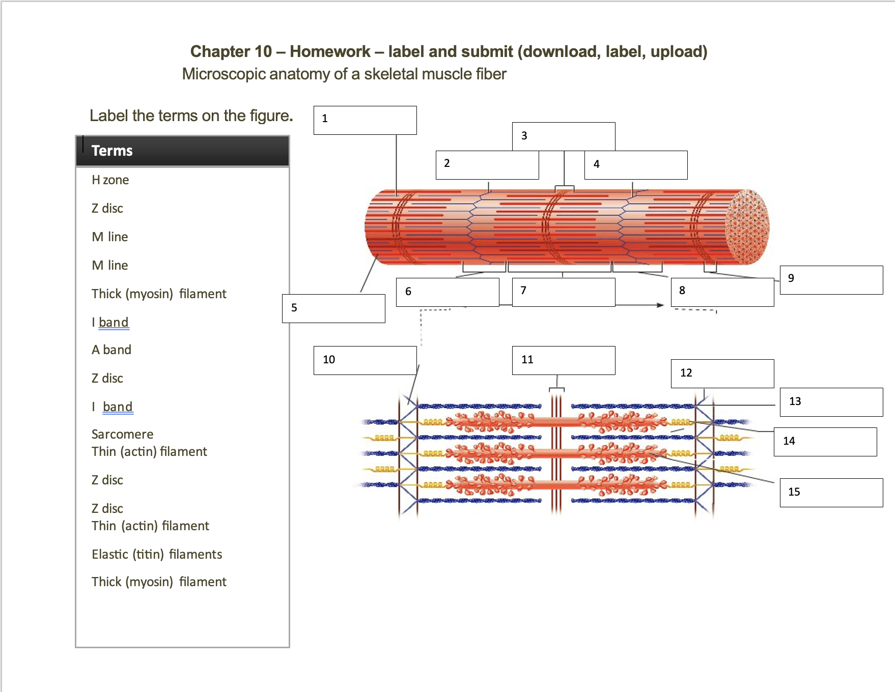 Solved Chapter 10 - ﻿Homework - ﻿label and submit (download, | Chegg.com