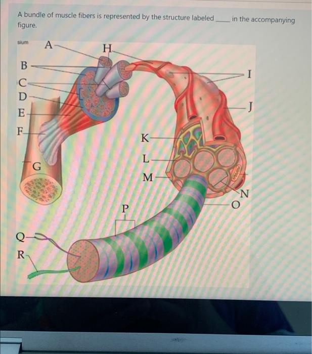 Solved A bundle of muscle fibers is represented by the | Chegg.com