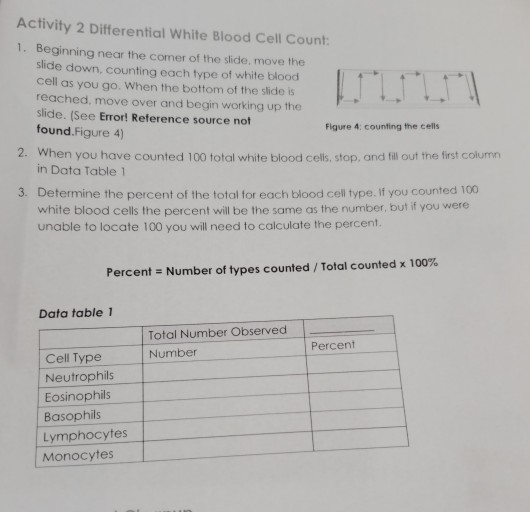 Solved Activity 2 Differential White Blood Cell Count: 1. | Chegg.com