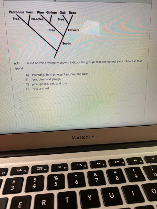 Solved Psaronius Fern Pine Ginkgo Oak Rose Tree Needles Tree | Chegg.com