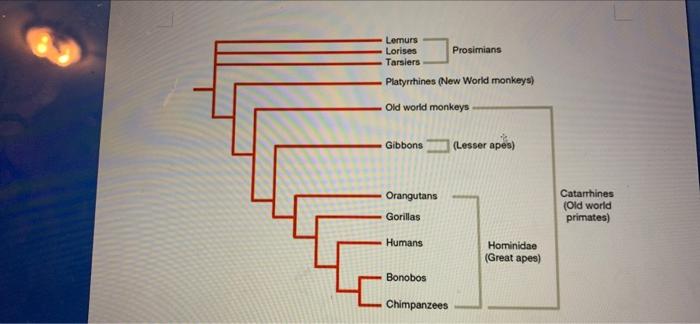 Solved Lemurs Lorises Prosimians Tarsiers Platyrrhines | Chegg.com