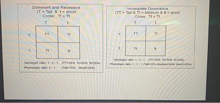 Solved Name: Date: Alien Punnett Square a Directions: Part | Chegg.com