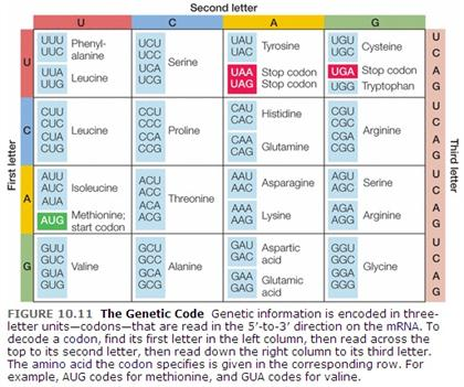 Solved Fill in the complementary DNA stand using the DNA | Chegg.com