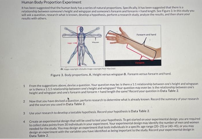Solved Human Body Proportion Experiment It has been | Chegg.com