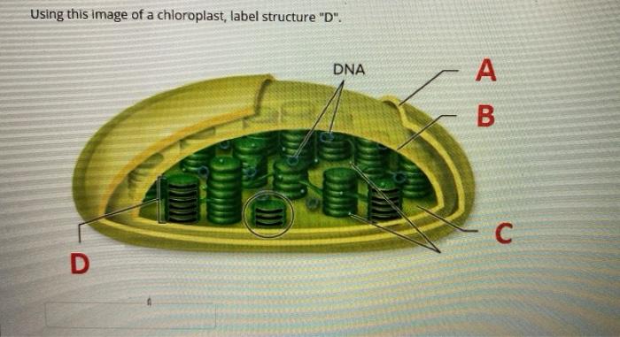 Solved Using this image of a chloroplast, label structure | Chegg.com