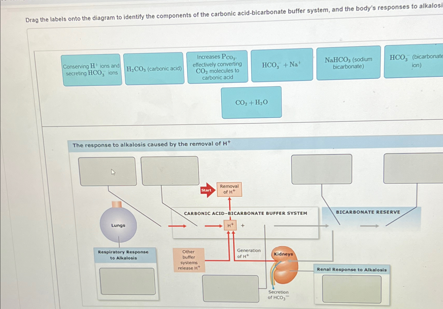 Solved Drag the labels onto the diagram to identify the | Chegg.com