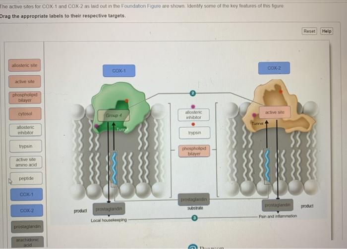The active sites for COX-1 and COX-2 as laid out in | Chegg.com