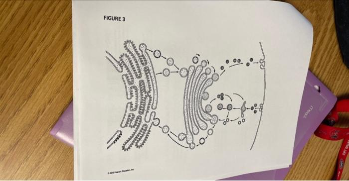 Solved A) You are labeling cell proteins with a radioactive | Chegg.com