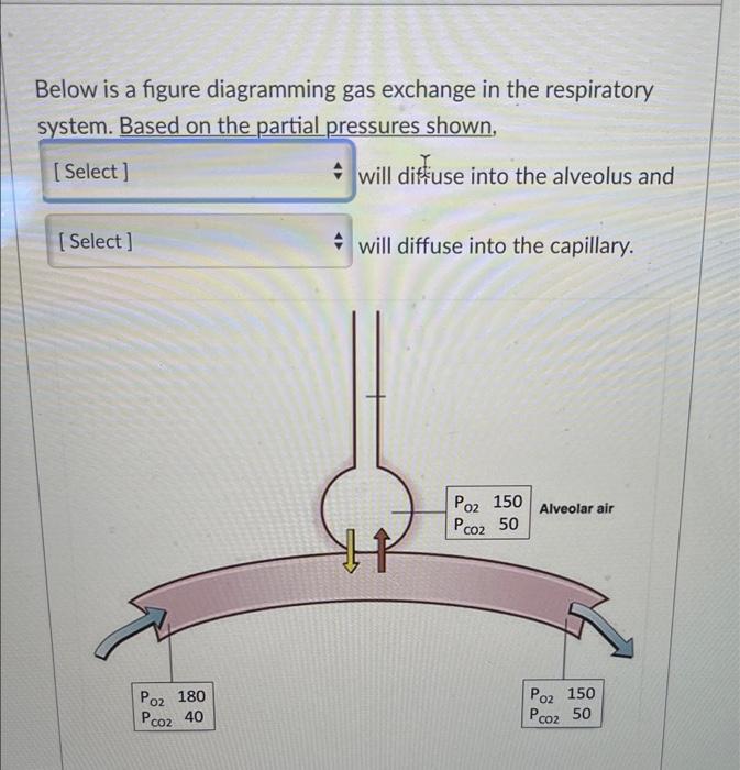 Solved Below is a figure diagramming gas exchange in the | Chegg.com