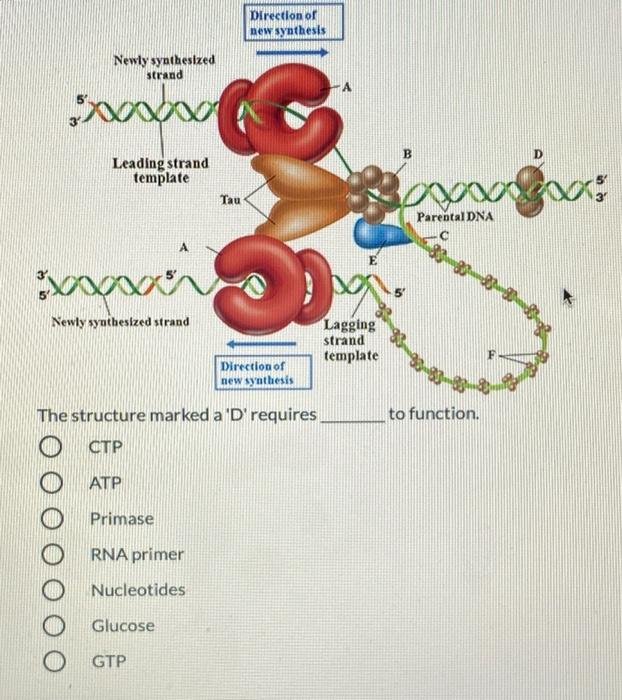 Solved Direction of new synthesis Newly synthesized Strand | Chegg.com