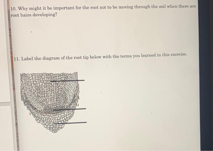 Solved 10. Why might it be important for the root not to be | Chegg.com