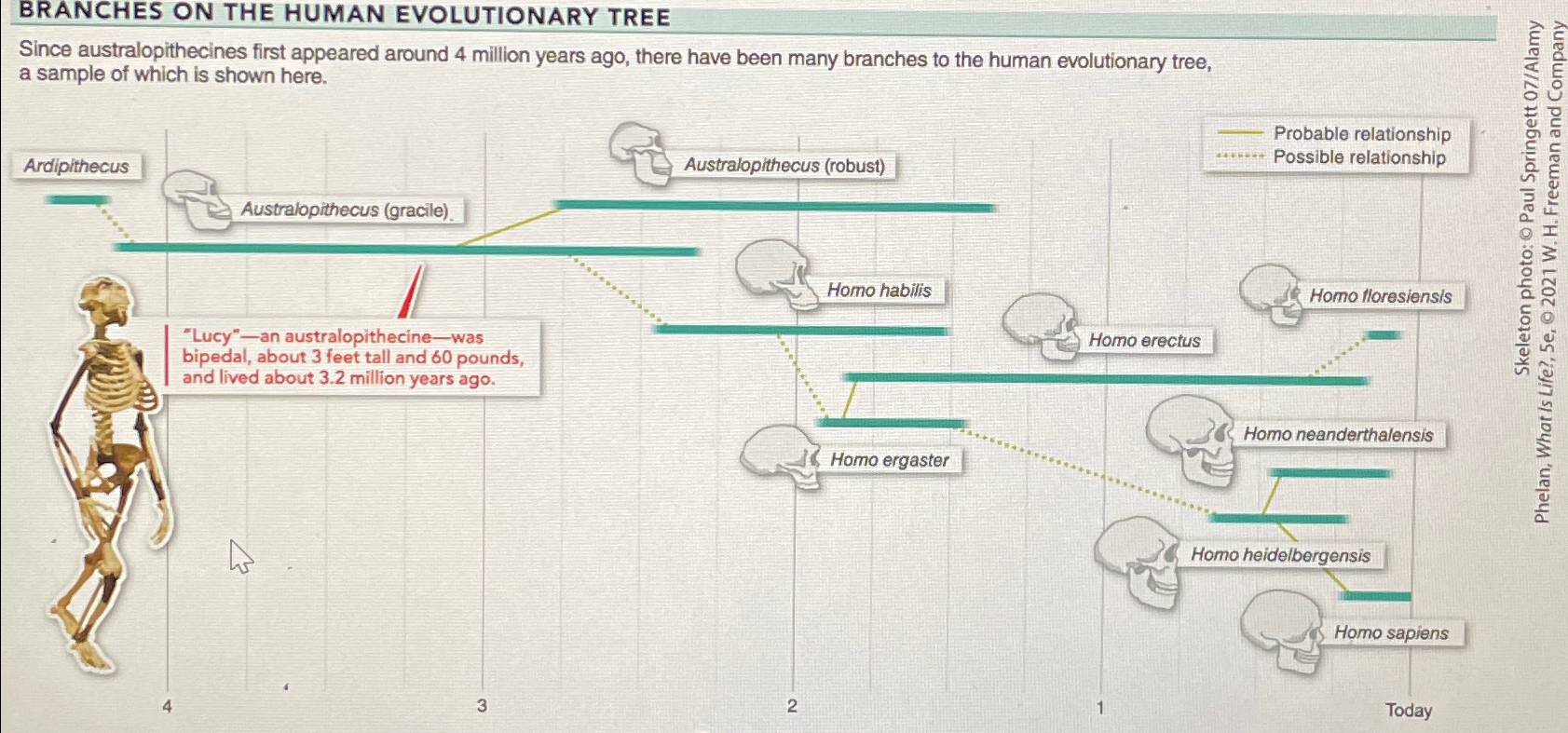 Solved What does this mean BRANCHES ON THE HUMAN | Chegg.com