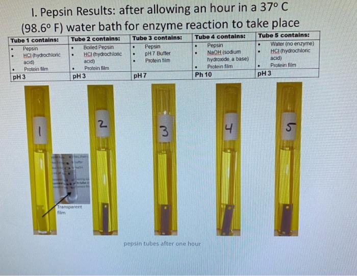 Solved 1. Pepsin Results: after allowing an hour in a 37° C | Chegg.com