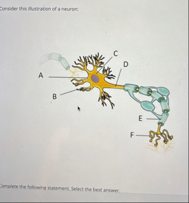 Solved Consider this illustration of a neuron:Complete the | Chegg.com
