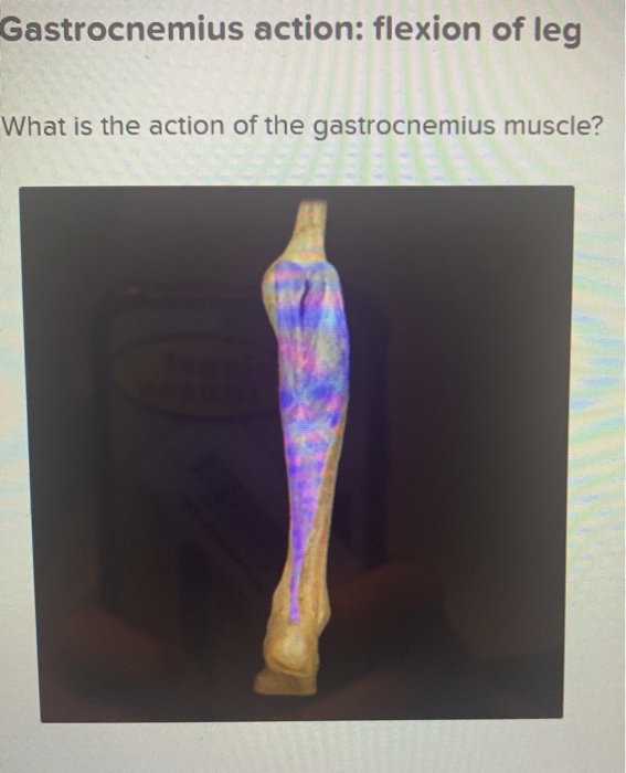 Solved Gastrocnemius action: flexion of leg What is the | Chegg.com