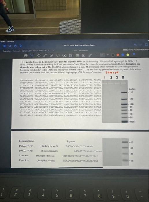 Solved 13. (2 points) Estimate the sines (in bp) of the DNA | Chegg.com