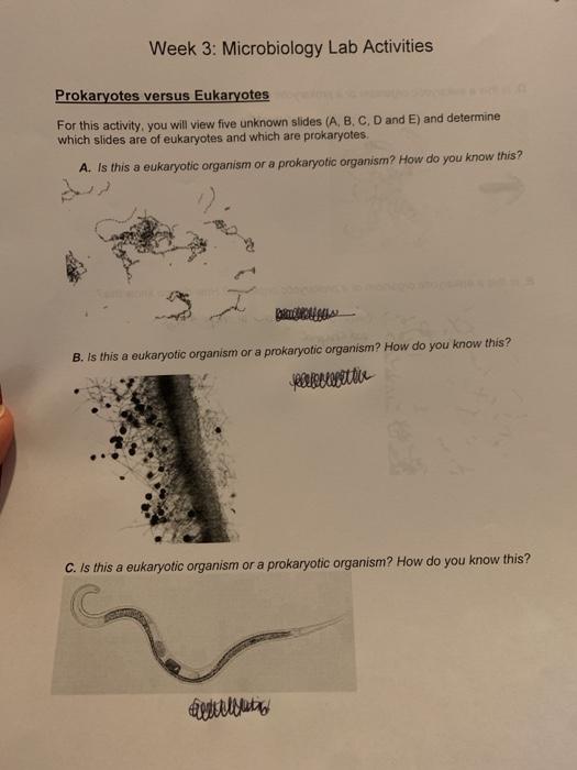 Solved Week 3: Microbiology Lab Activities Prokaryotes | Chegg.com