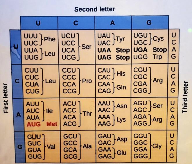 Solved Examine the set of codons for each example. Convert | Chegg.com