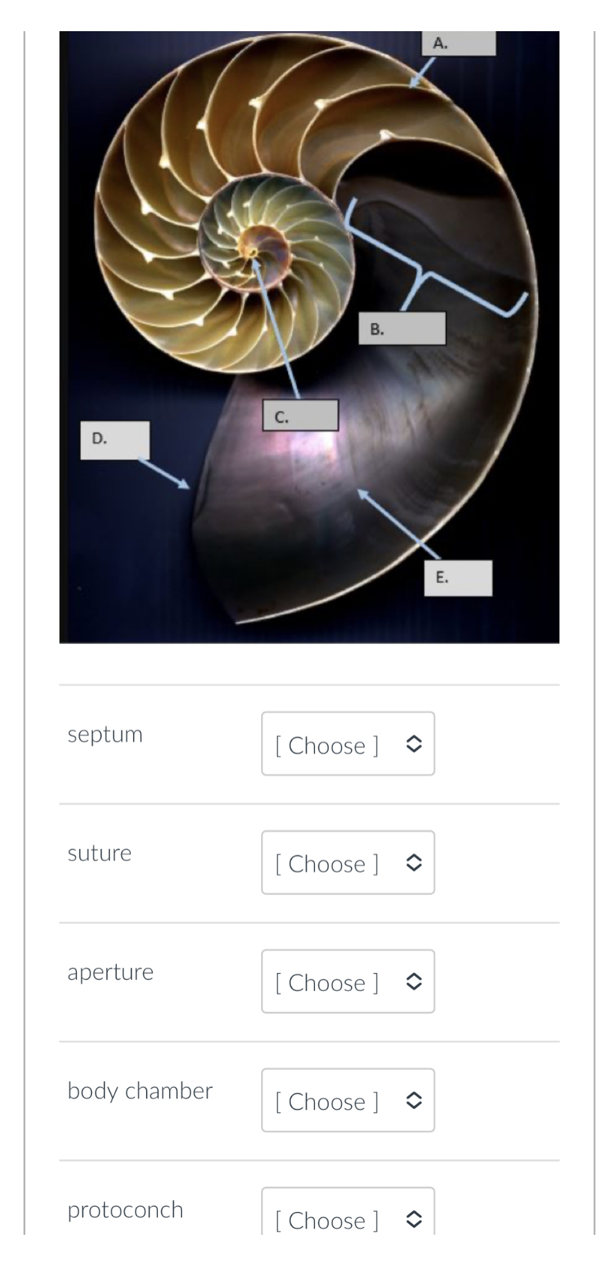 Solved septumsutureaperturebody chamberprotoconch | Chegg.com