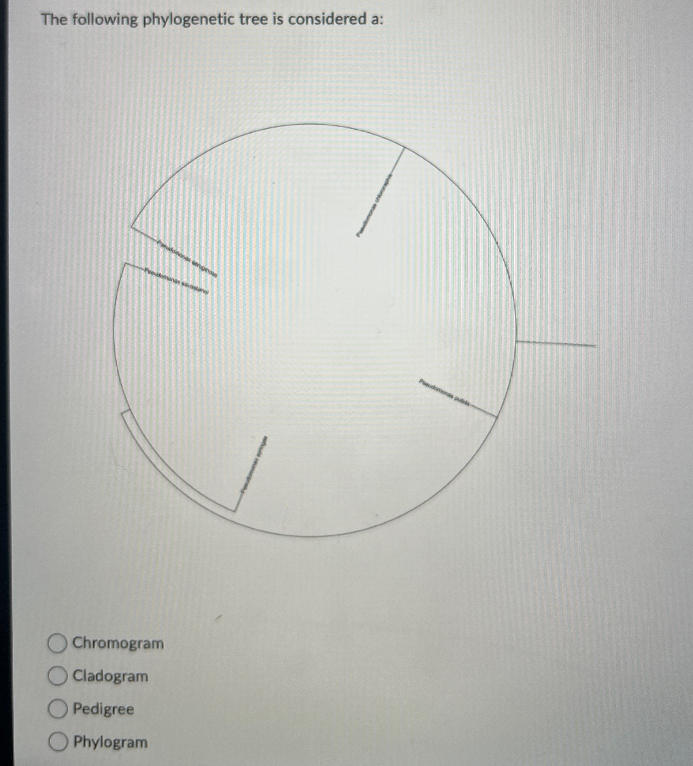 Solved The following phylogenetic tree is considered | Chegg.com