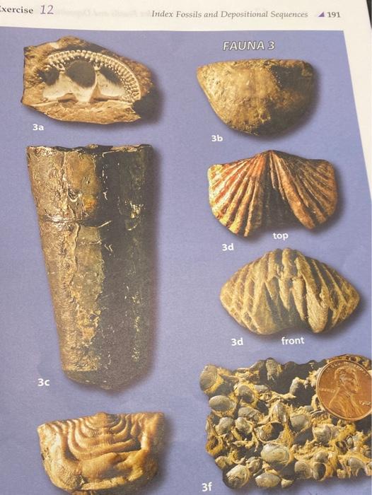 Index Fossils and Depositional Sequences FAUNA 3 | Chegg.com