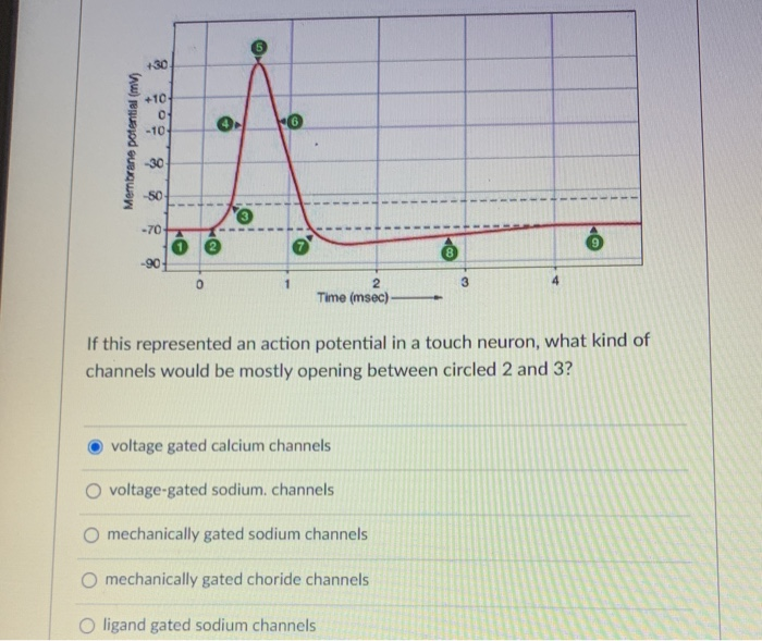 Solved +30 +10 01 -10 Membrane potential (mv) 30 -70 ô 8 -90 | Chegg.com