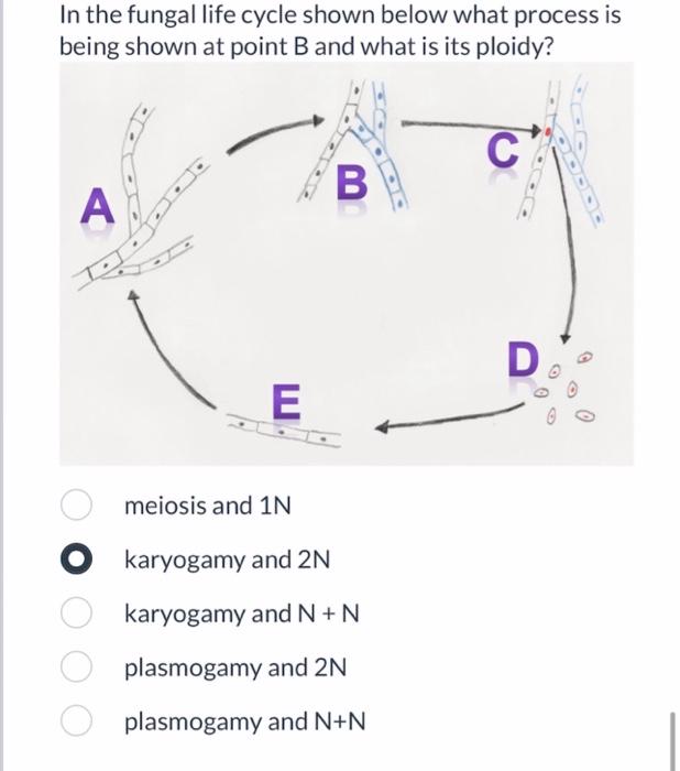 Solved In the fungal life cycle shown below what process is | Chegg.com