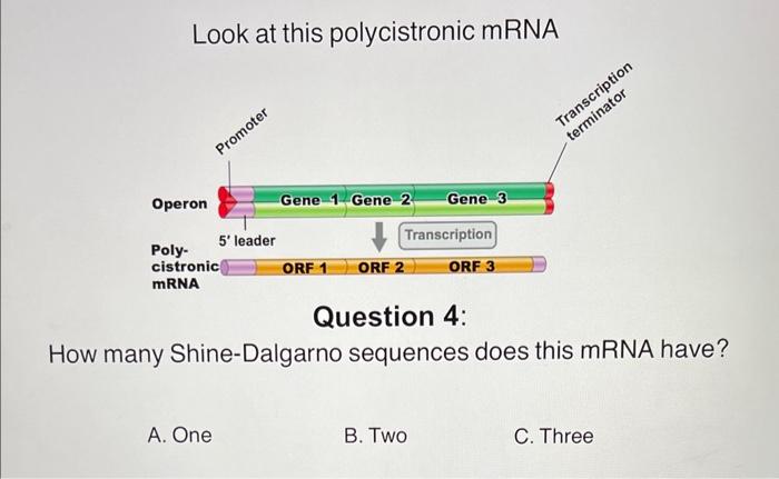 Solved Look at this polycistronic mRNA Question 4: How many | Chegg.com