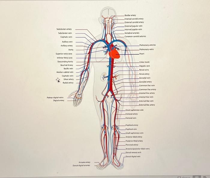 Solved II. Review the major blood vessels below. You will be | Chegg.com